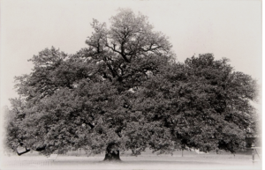 HU Museum Store – Page 3 – Online